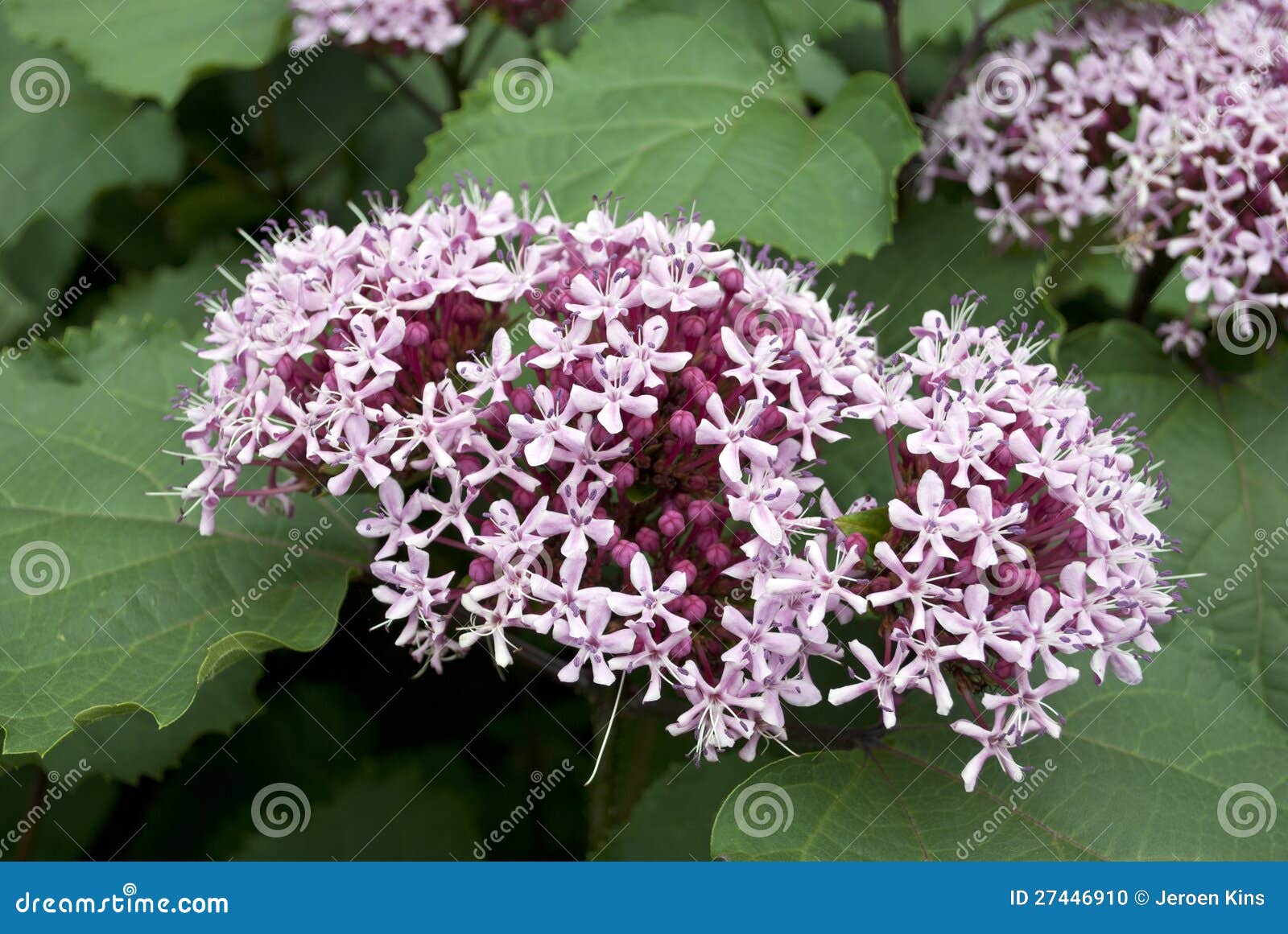 Clerodendron Bungei flower stock photo. Image of heart - 27446910