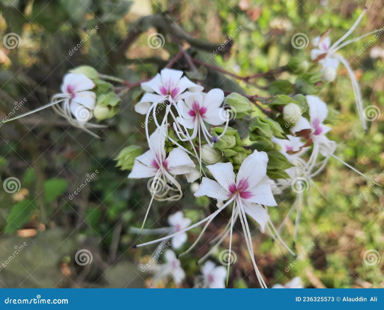 Clerodendrum Infortunatum Fleur Bhat Fleur Colline Glorieuse Fleur ...