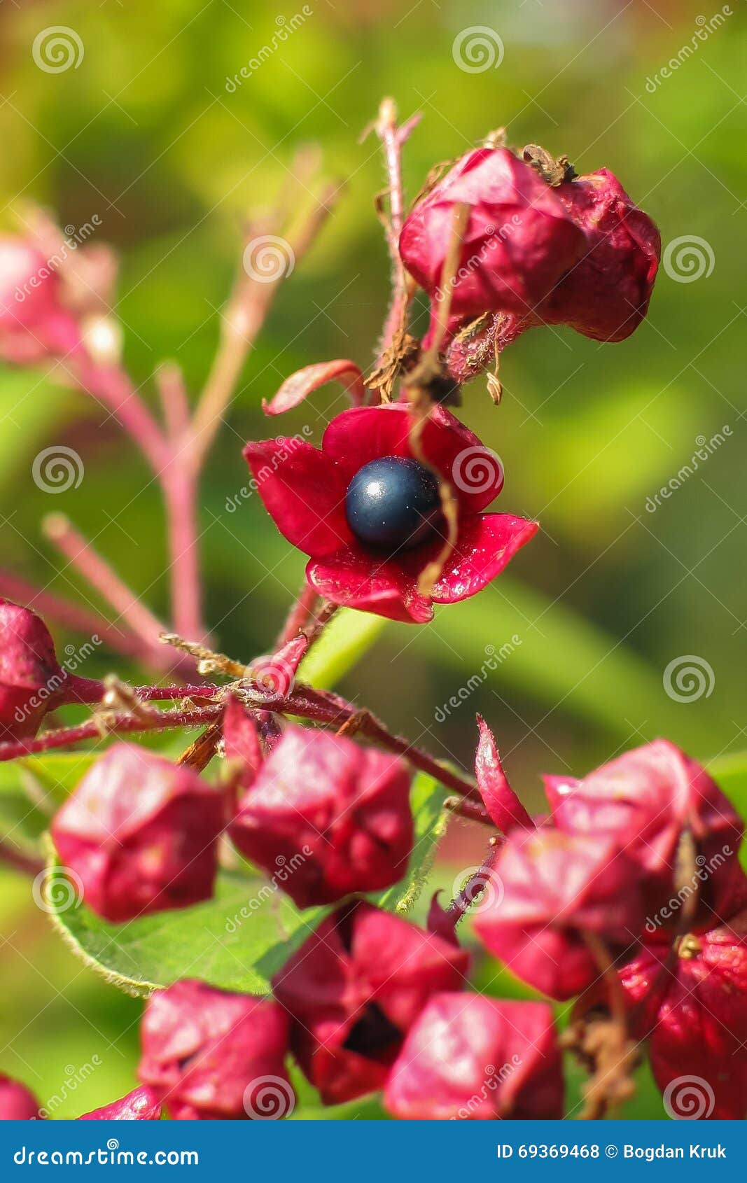 Clerodendrum Thomsoniae Flower Stock Photo - Image of gardens, leaf ...