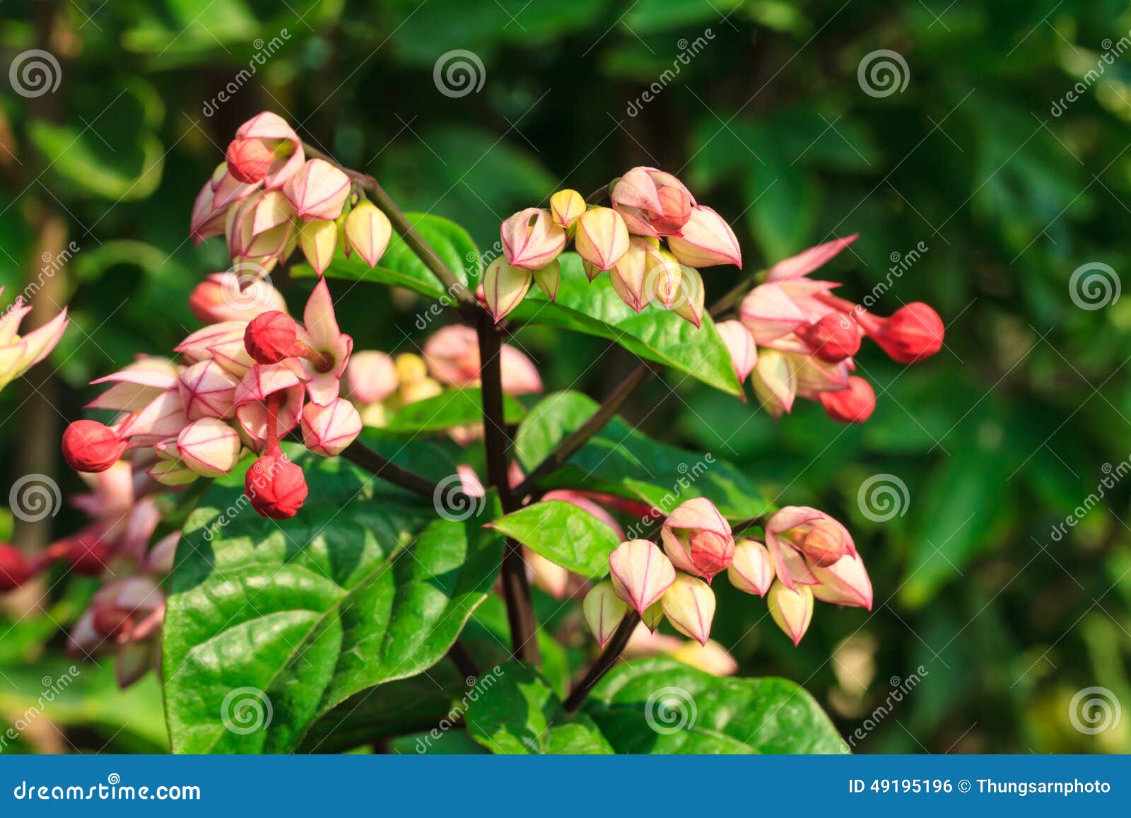 Clerodendrum Thomsoniae Flower Stock Photo - Image of thomsoniae ...
