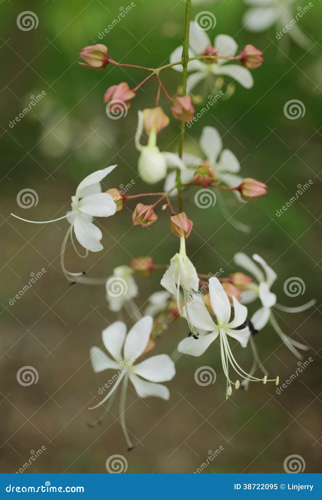 Clerodendrum Wallichii (Clerodendrum Nutans) 库存图片 - 图片 包括有 花卉, 五颜六色 ...