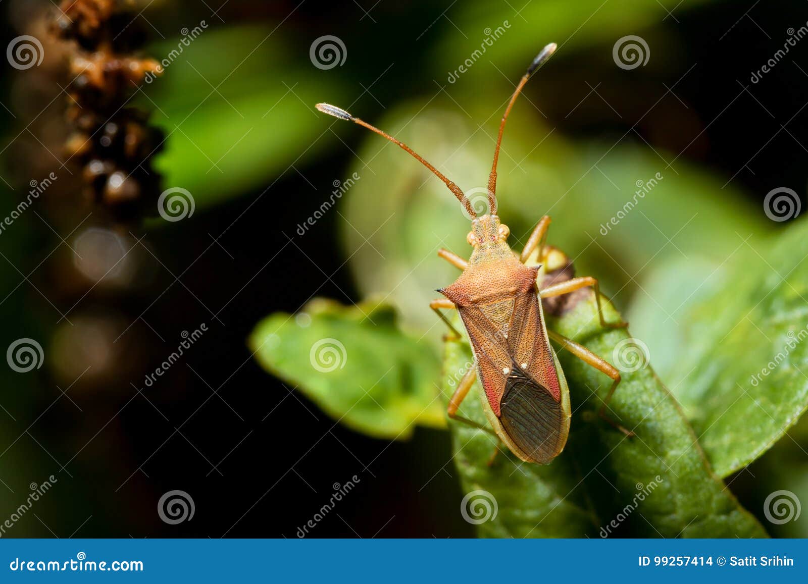 Image Of Cletus Rusticus BugHemiptera Mating. Royalty-Free Stock ...