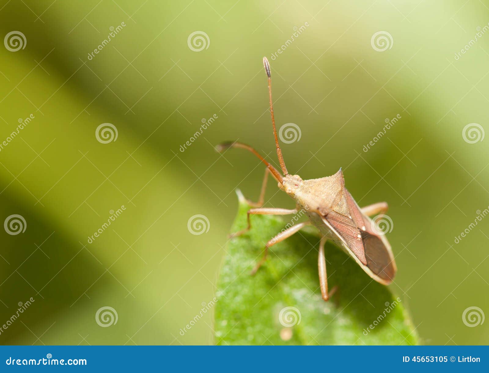 Cletus trigonus insect stock image. Image of plant, cletus - 45653105