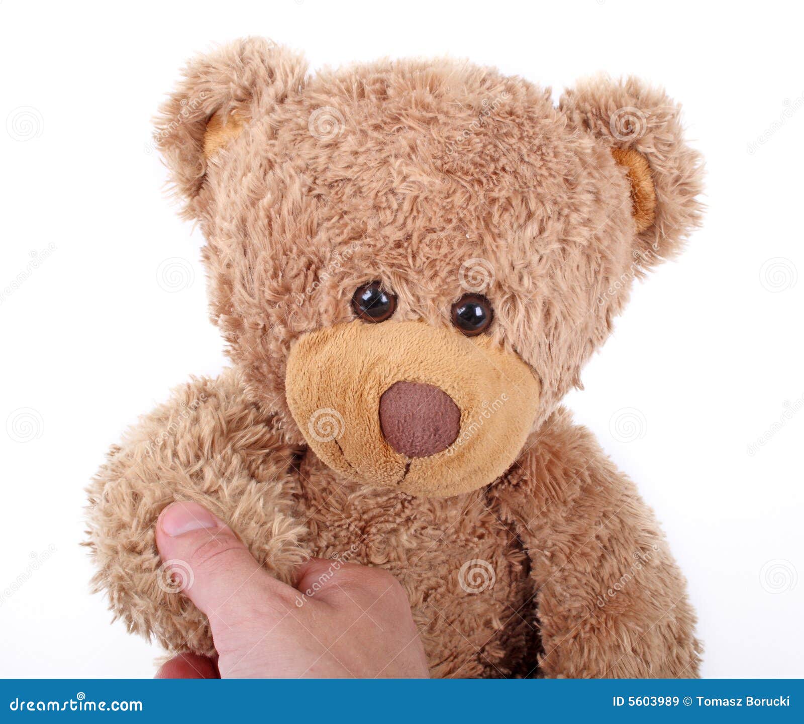 Clever Bear Picture. Image: 5603989