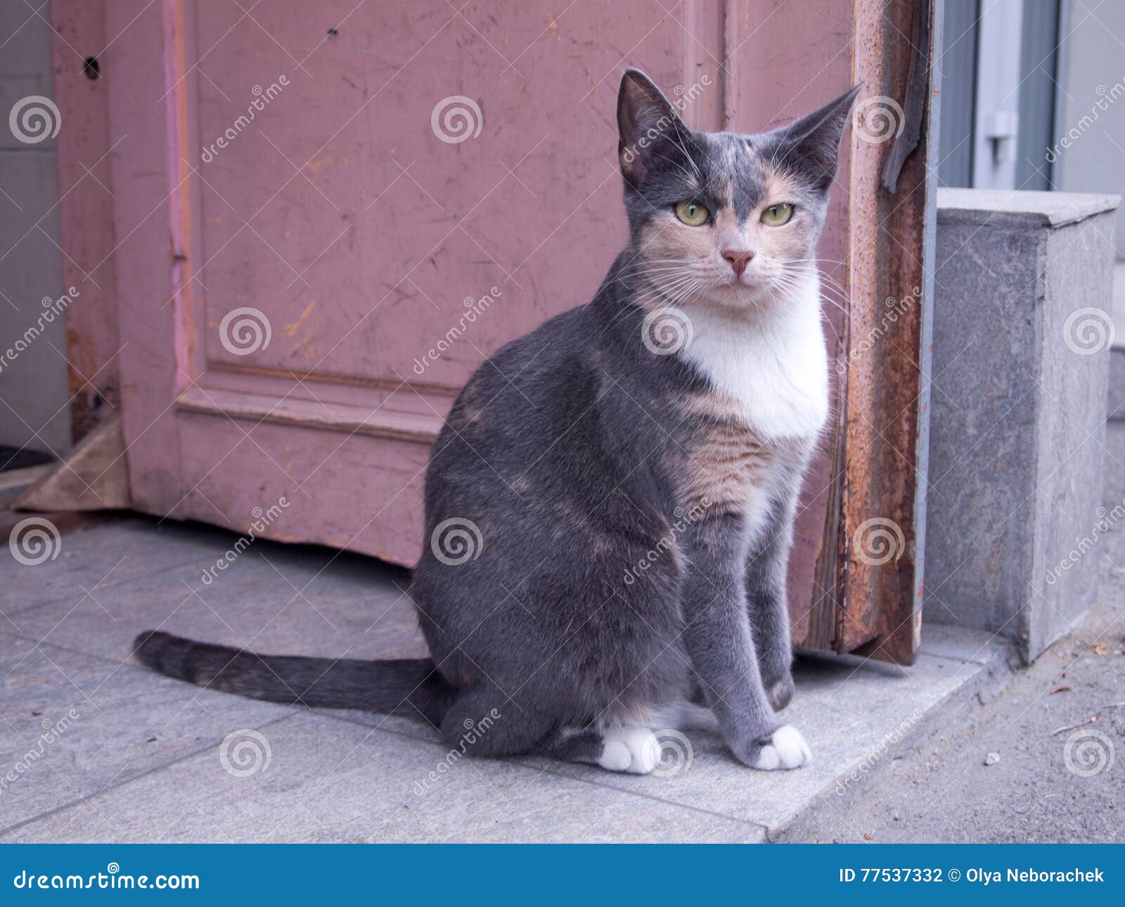 Clever Cat stock photo. Image of animal, purr, soft, pretty - 77537332