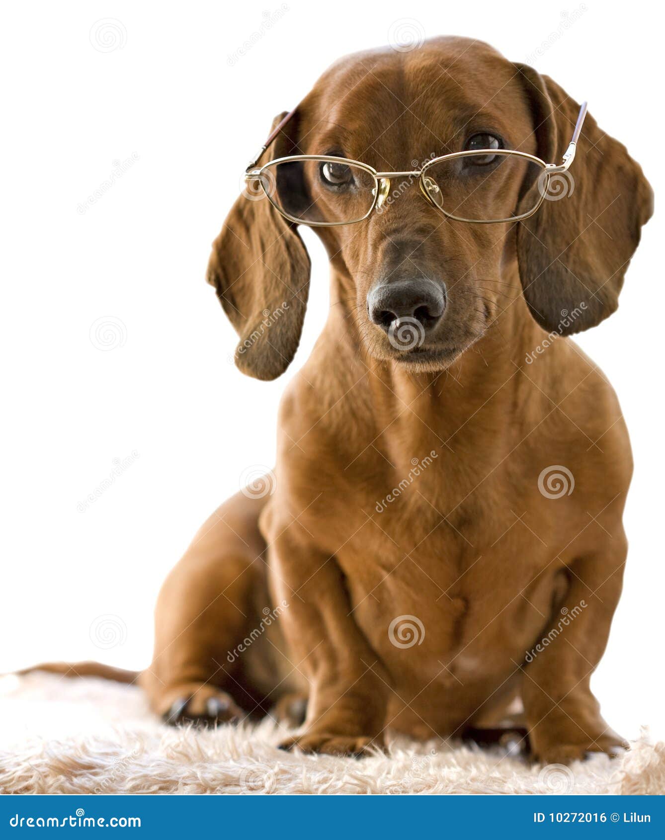 Clever dog in glasses stock photo. Image of clear, favourite - 10272016