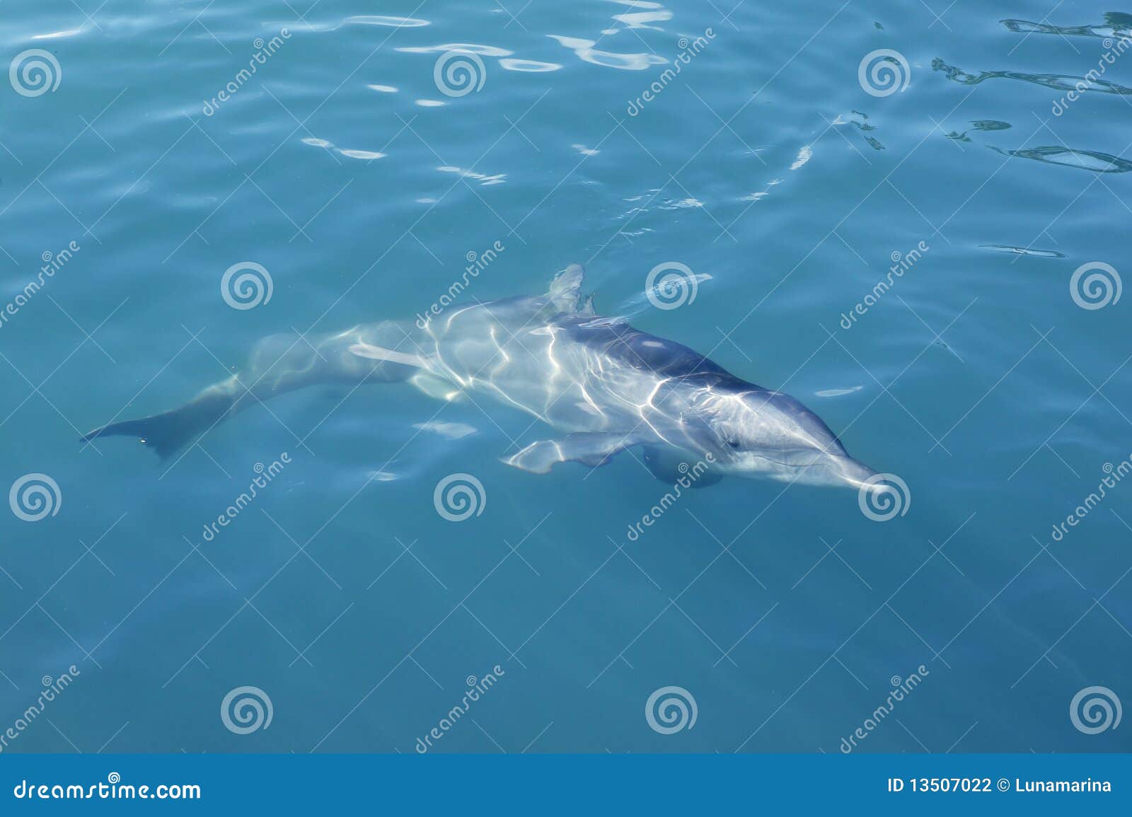 Clever Dolphin Swimming in Blue Turquoise Water Stock Photo - Image of ...