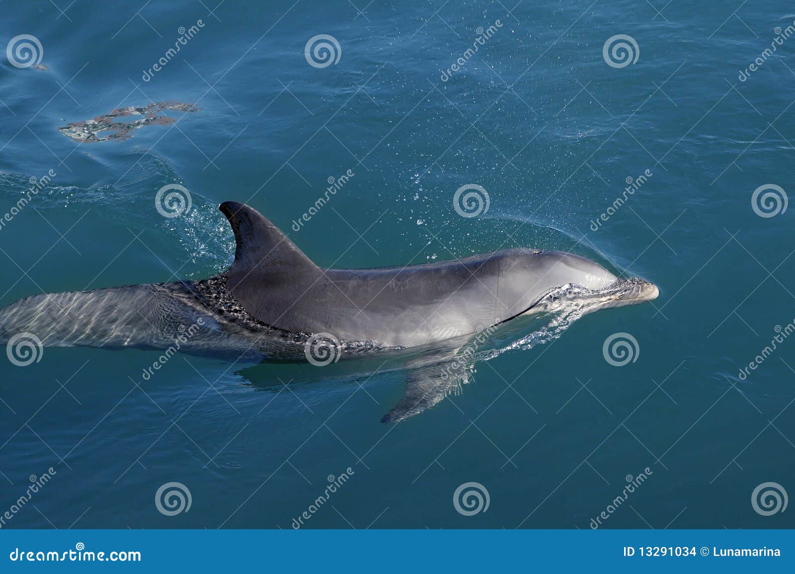 Dolphin Swimming In A Pool Stock Photography | CartoonDealer.com #11264042