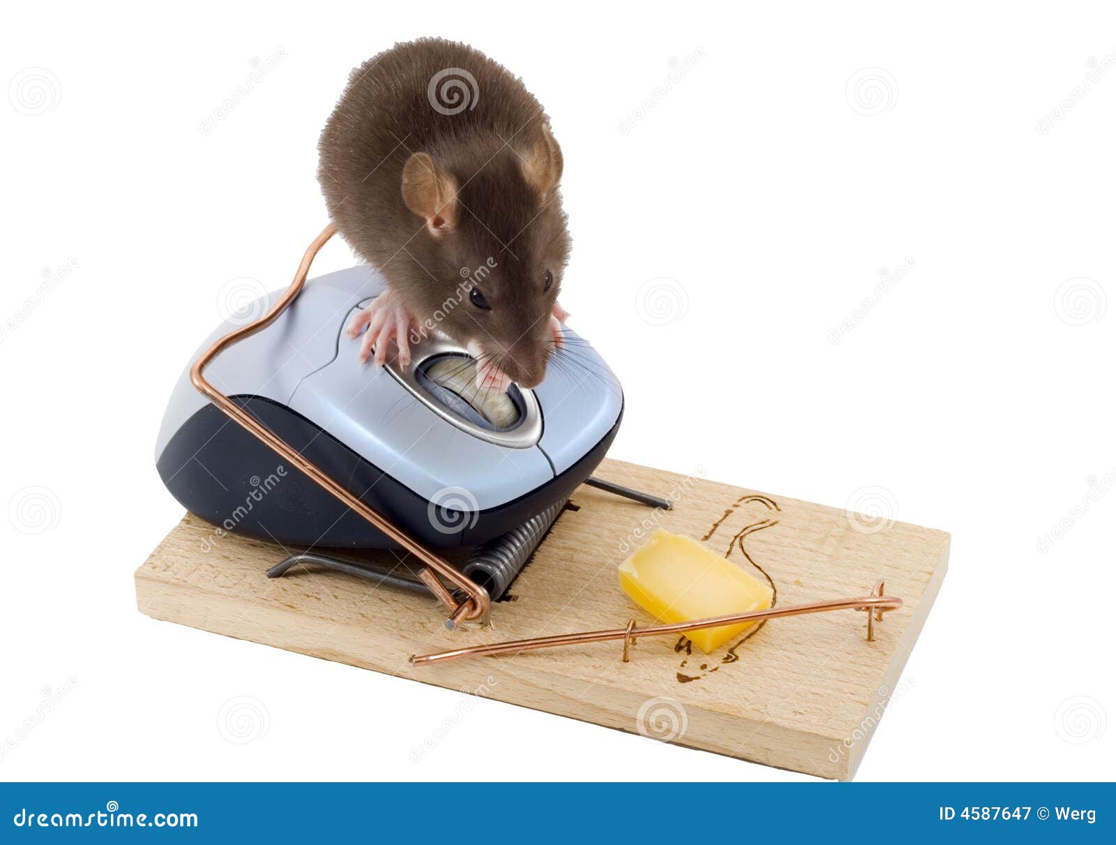 Clever Mouse Picture. Image: 4587647