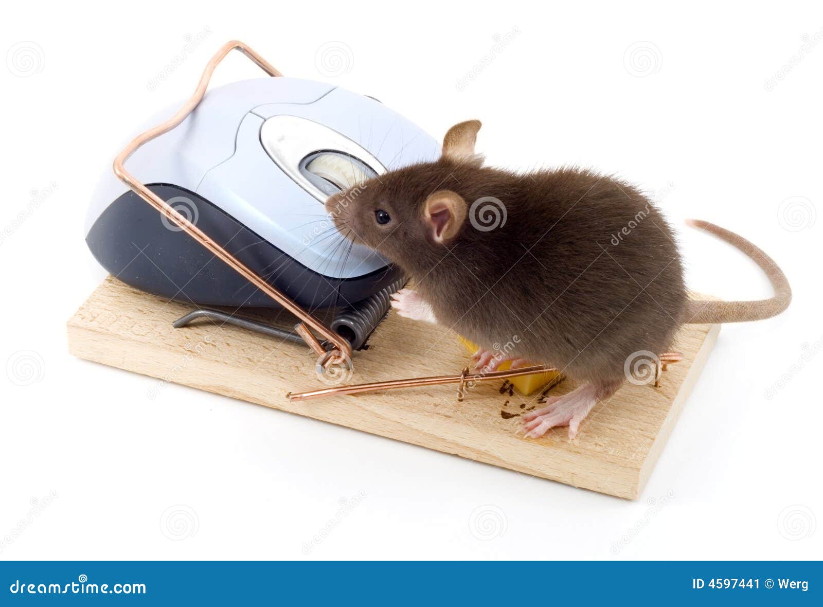 Clever Mouse stock image. Image of concept, hardware, mousetrap - 4597441