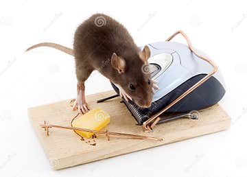 Clever Mouse stock image. Image of pest, trap, ruse, optical - 7316183