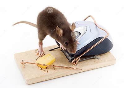 Clever Mouse stock image. Image of pest, trap, ruse, optical - 7316183