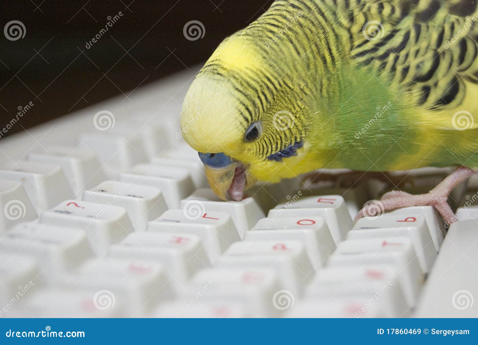 Clever parrot stock image. Image of australian, types - 17860469
