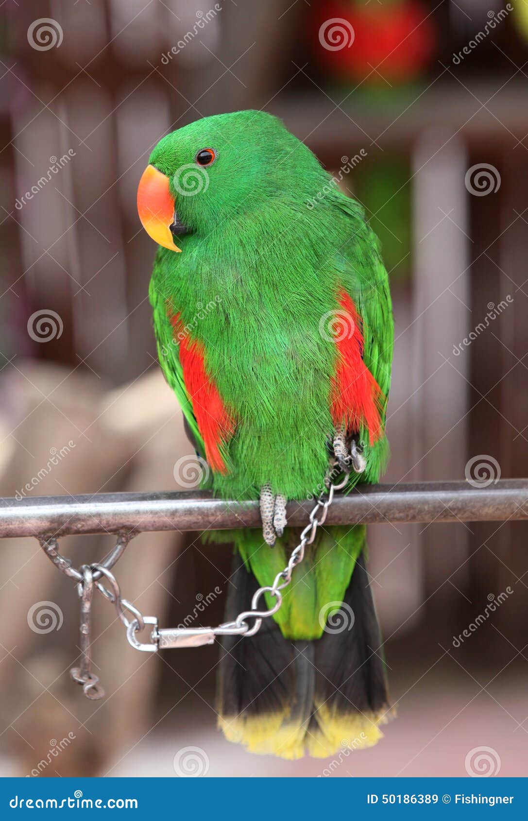 Clever parrot stock image. Image of cockatoo, intelligent - 50186389