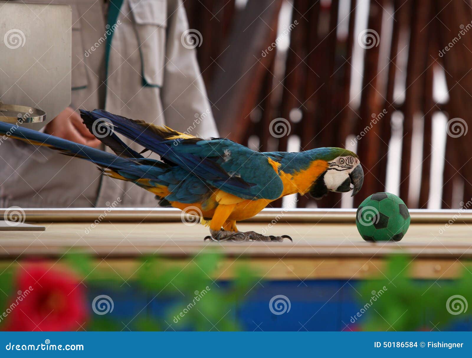 Clever parrot stock photo. Image of clever, good, dance - 50186584