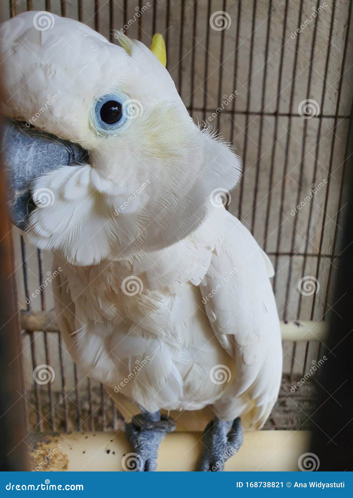 A clever parrots stock image. Image of cagebird, cute - 168738821