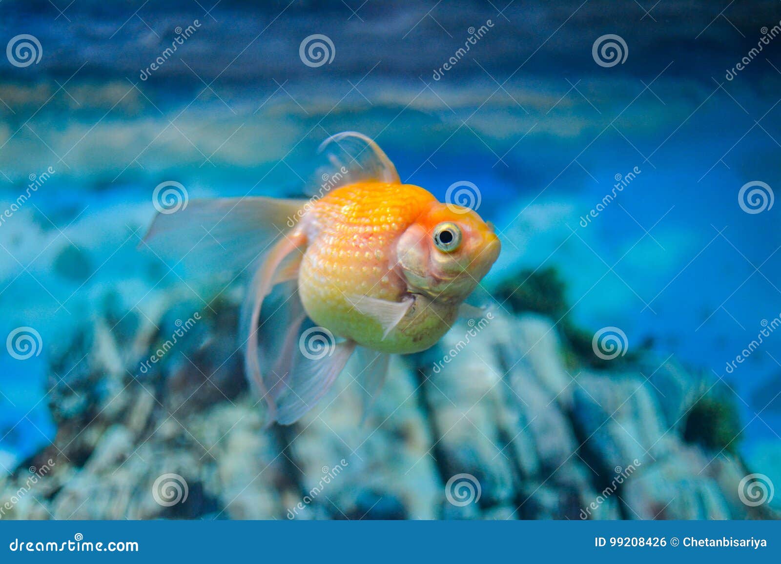 A puff fish stock photo. Image of puff, showcasing, fish - 99208426