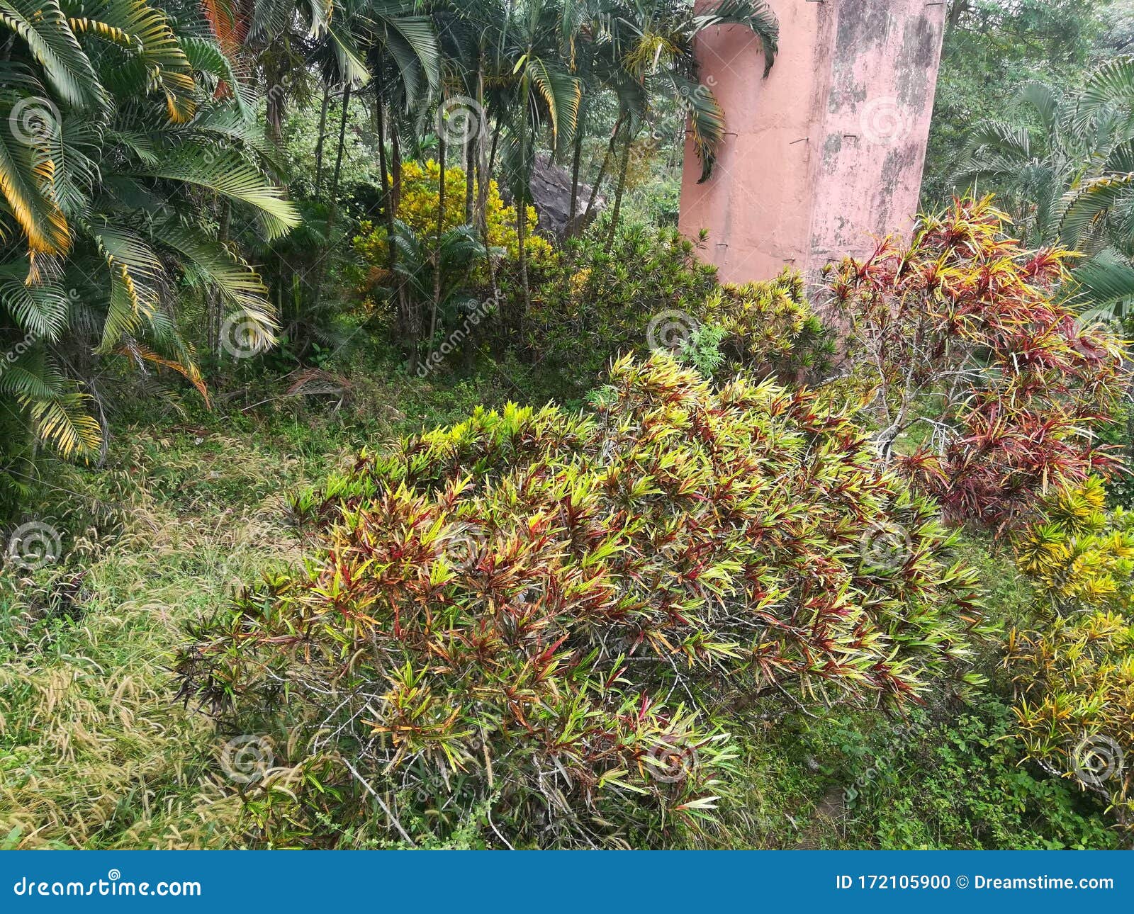 Click of Beautiful Plants with Various Colors on it Stock Photo - Image ...