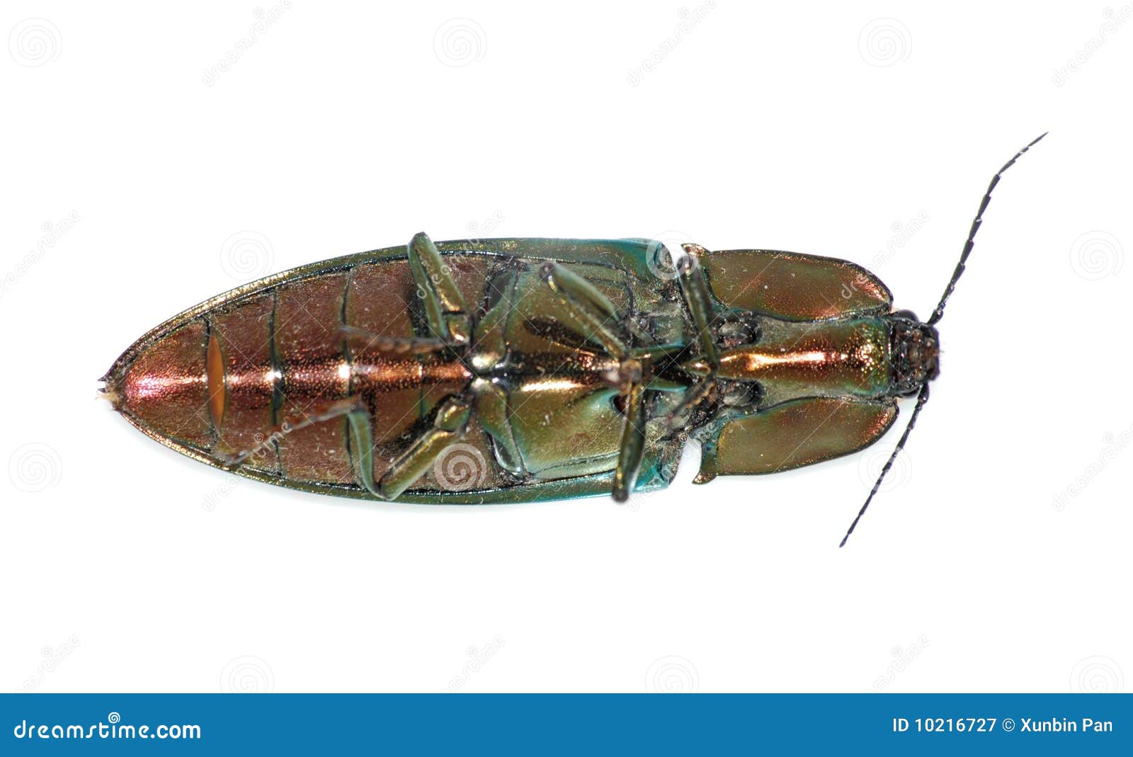 Click beetle stock image. Image of elater, imago, fauna - 10216727