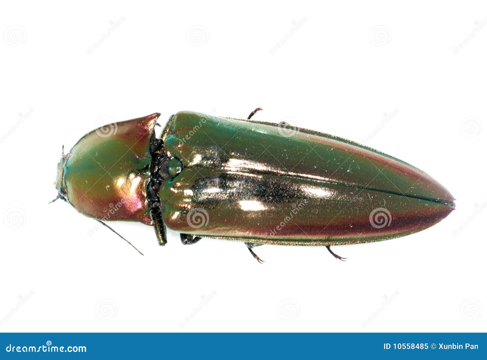 Click beetle stock image. Image of outdoor, clickbeetle - 10558485