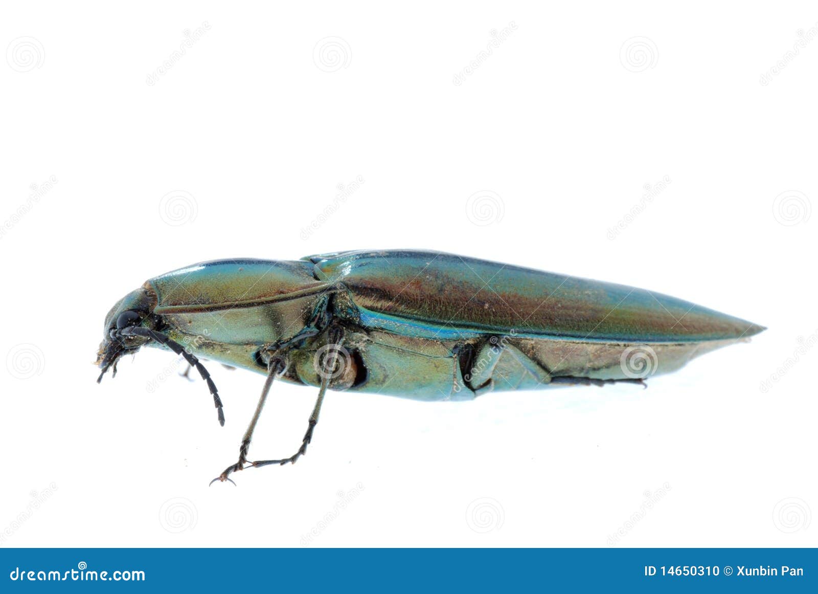 Click beetle stock photo. Image of arthropod, animal - 14650310