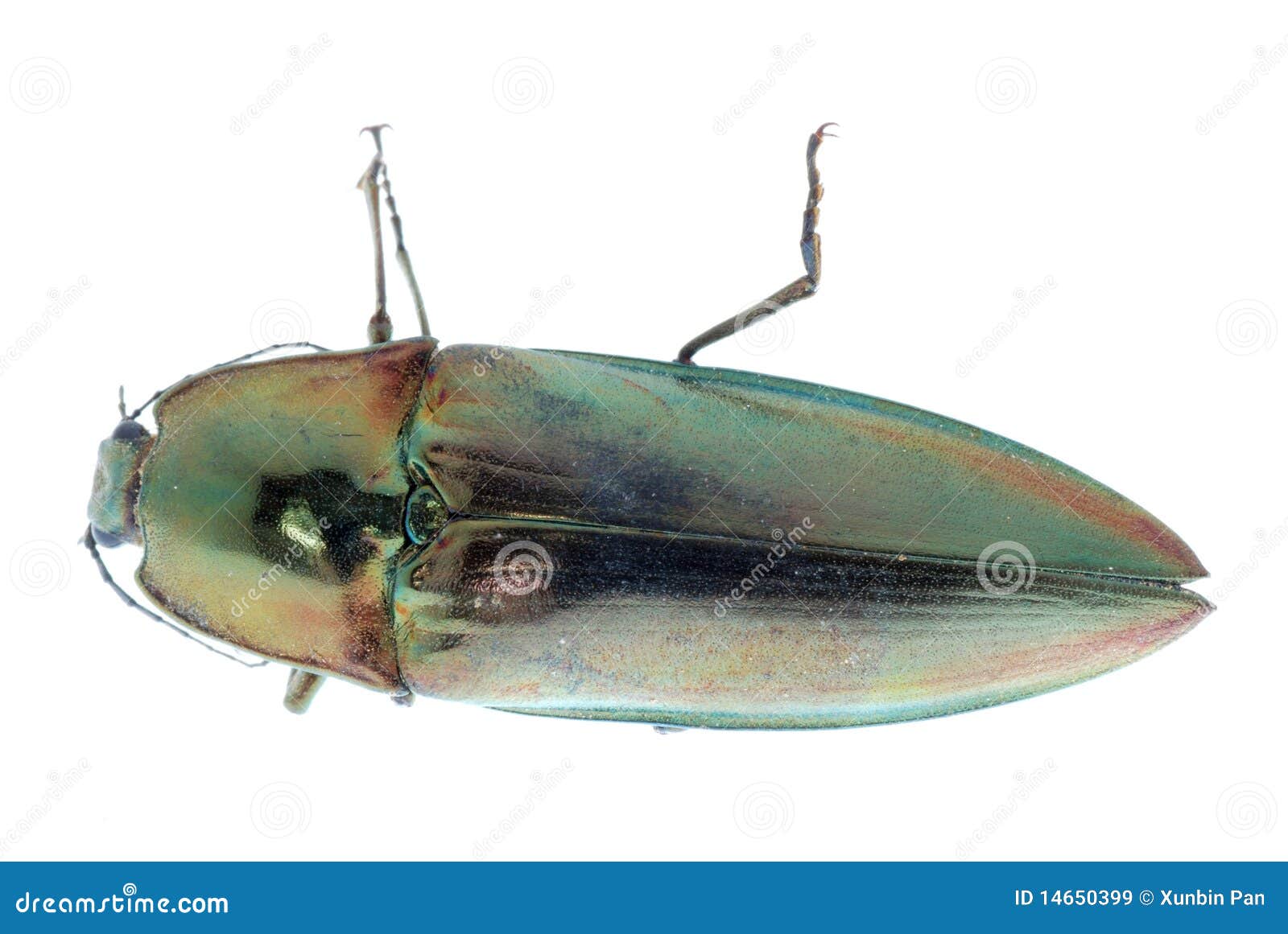 Click beetle stock image. Image of fauna, closeup, living - 14650399