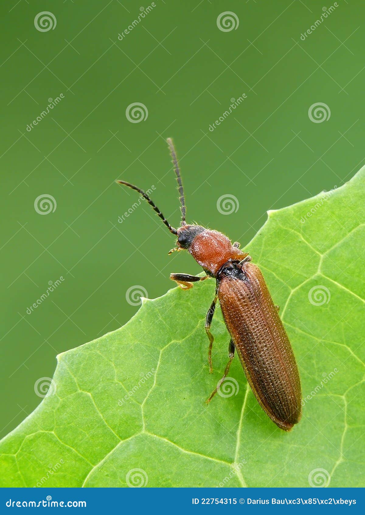 Click beetle stock image. Image of park, fauna, denticollis - 22754315
