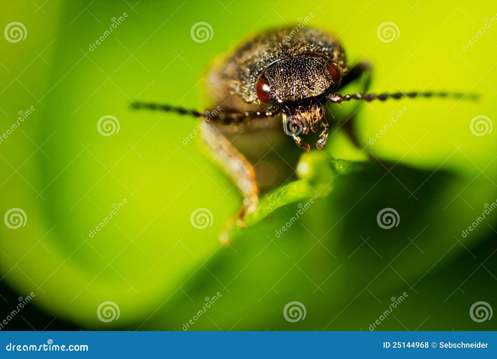 Click Beetle Stock Photo | CartoonDealer.com #25144968