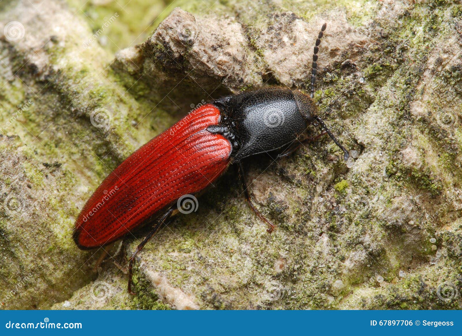 Click beetle stock photo. Image of nature, bark, black - 67897706