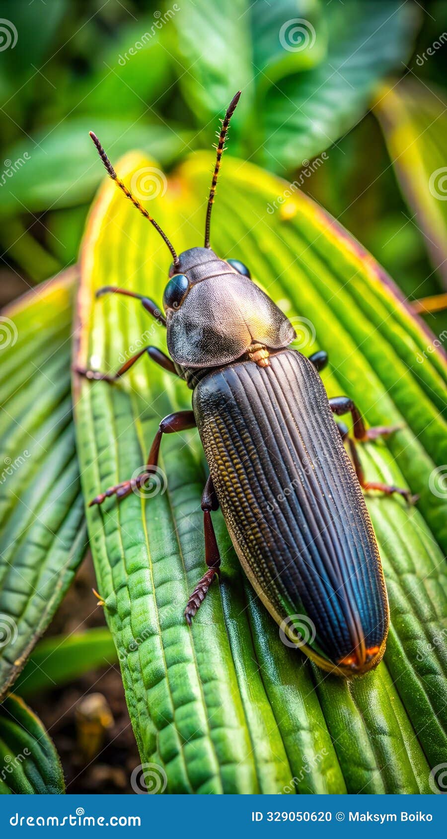 Click Beetle Bug Walks Jungle Stock Illustration - Illustration of ...