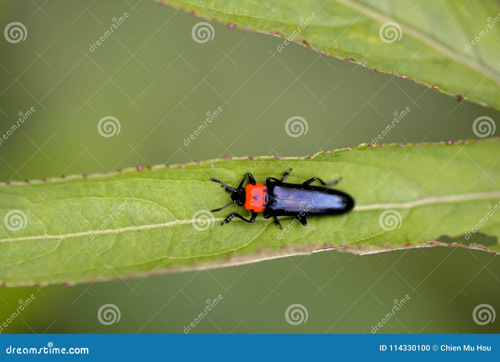 Click beetle stock photo. Image of beautiful, green - 114330100