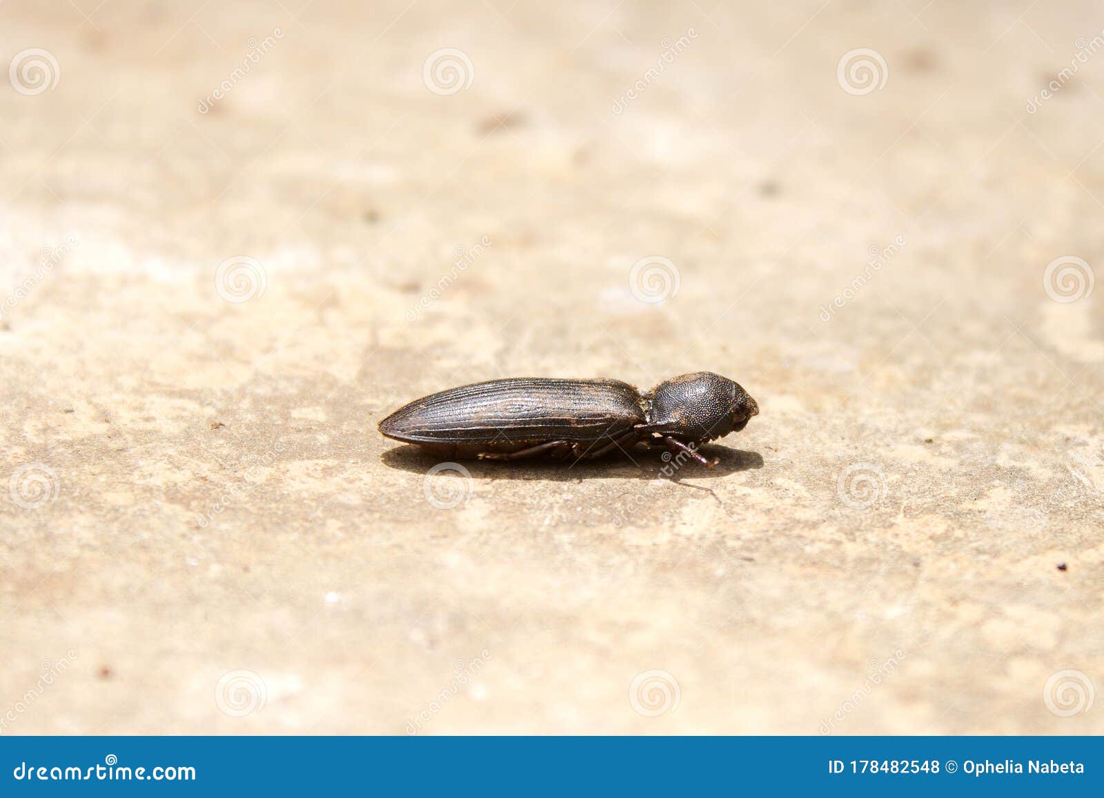 A Click Beetle Playing Dead by Tucking in Its Legs and Antennae Stock ...