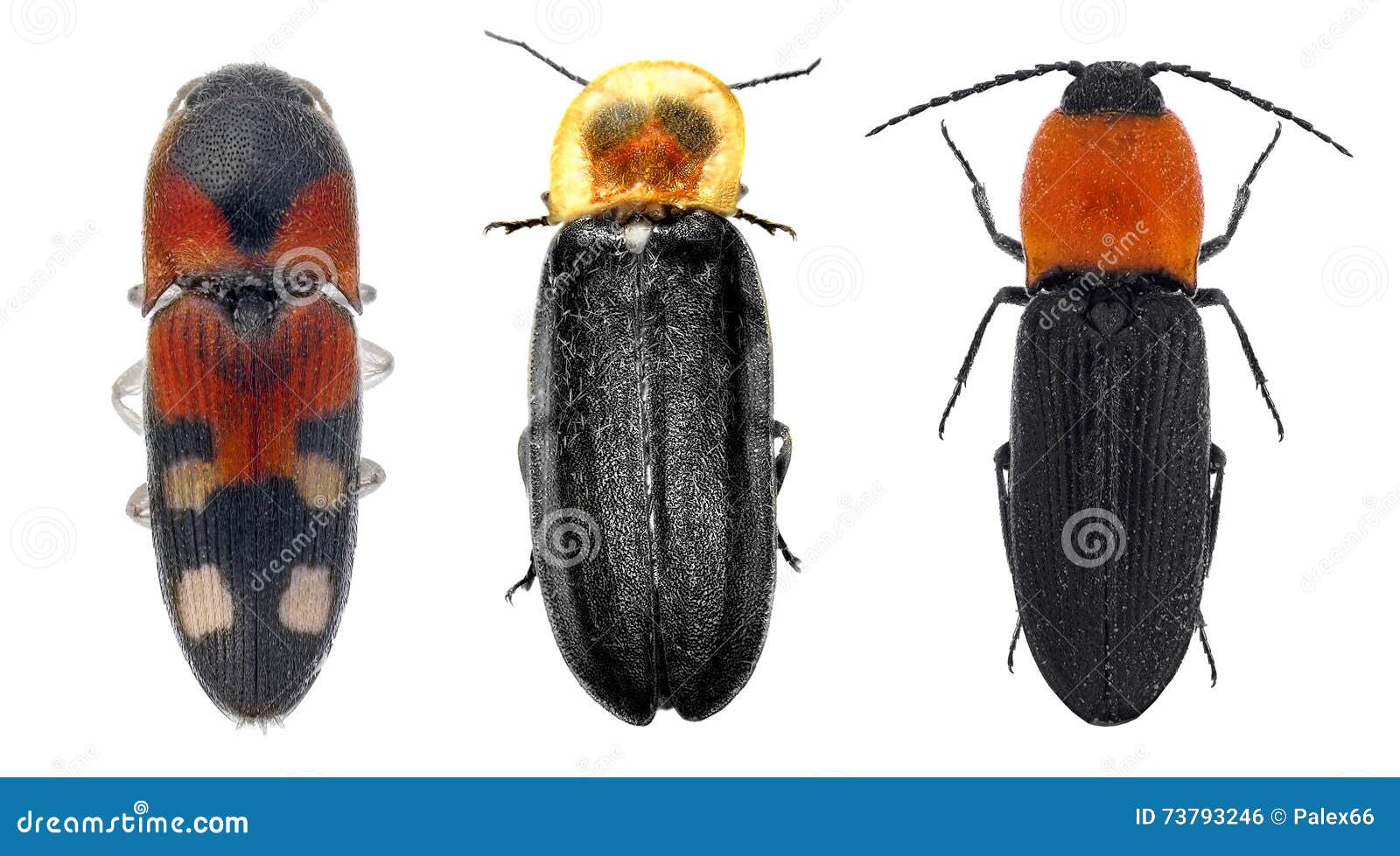Click beetles trio stock photo. Image of macro, insects - 73793246