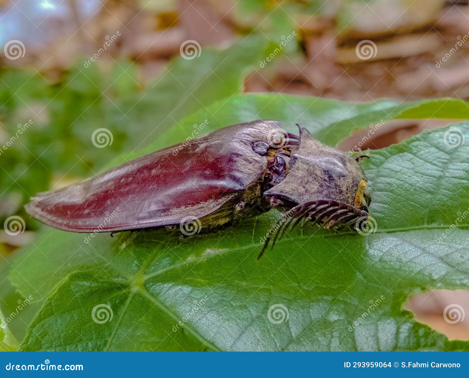Unique Type Of Snow Pea With Velvety And Furry Hairy Texture Stock ...