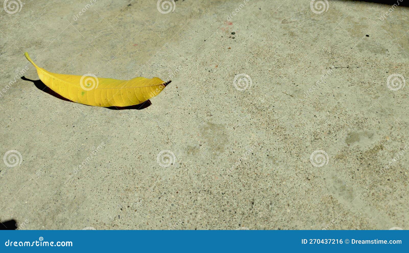 Single dried fallen leaf stock photo. Image of wing - 270437216