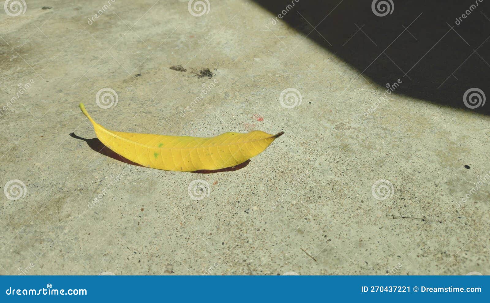 Single dried fallen leaf stock image. Image of soil - 270437221