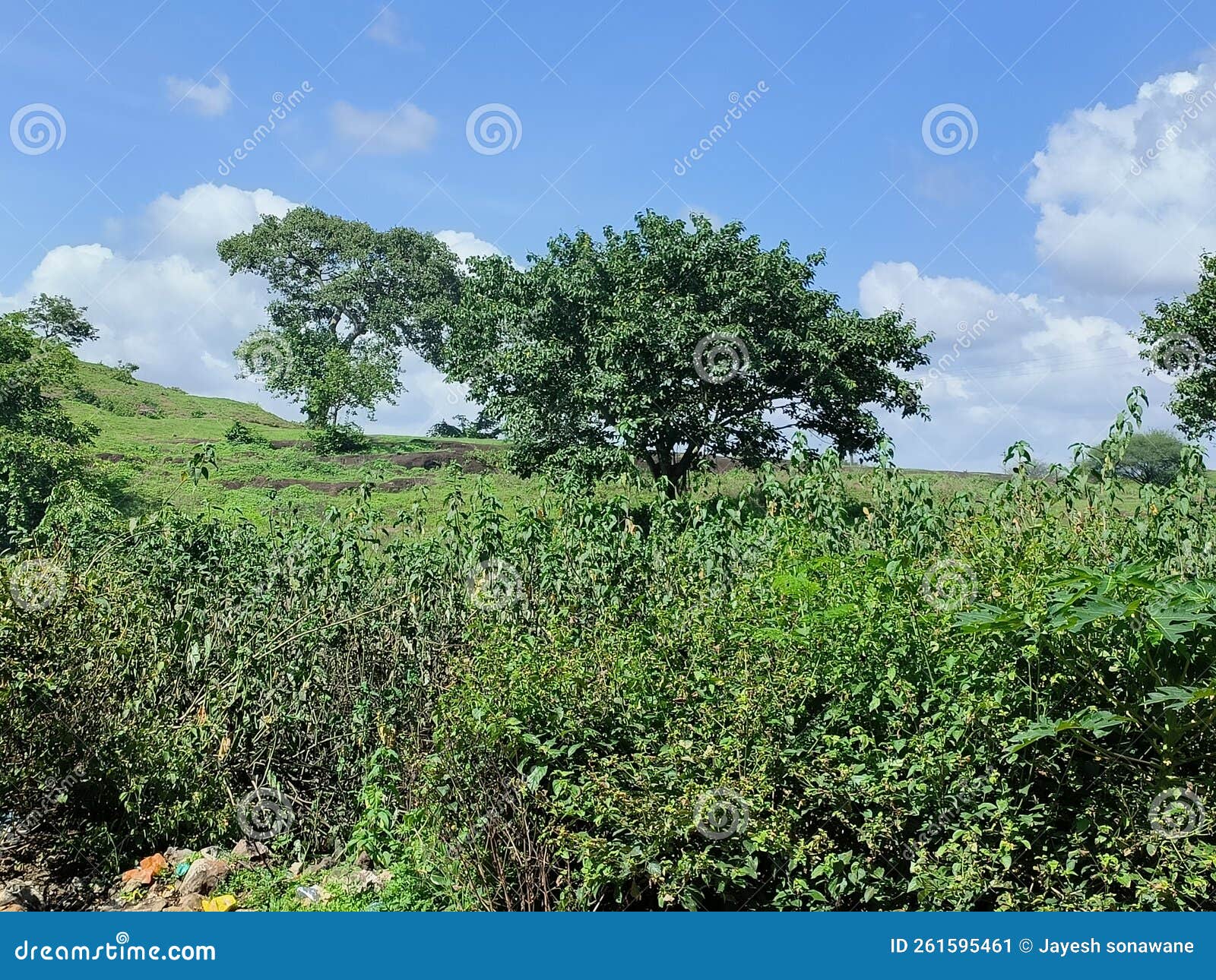 Click of nature stock image. Image of plantation, nature - 261595461