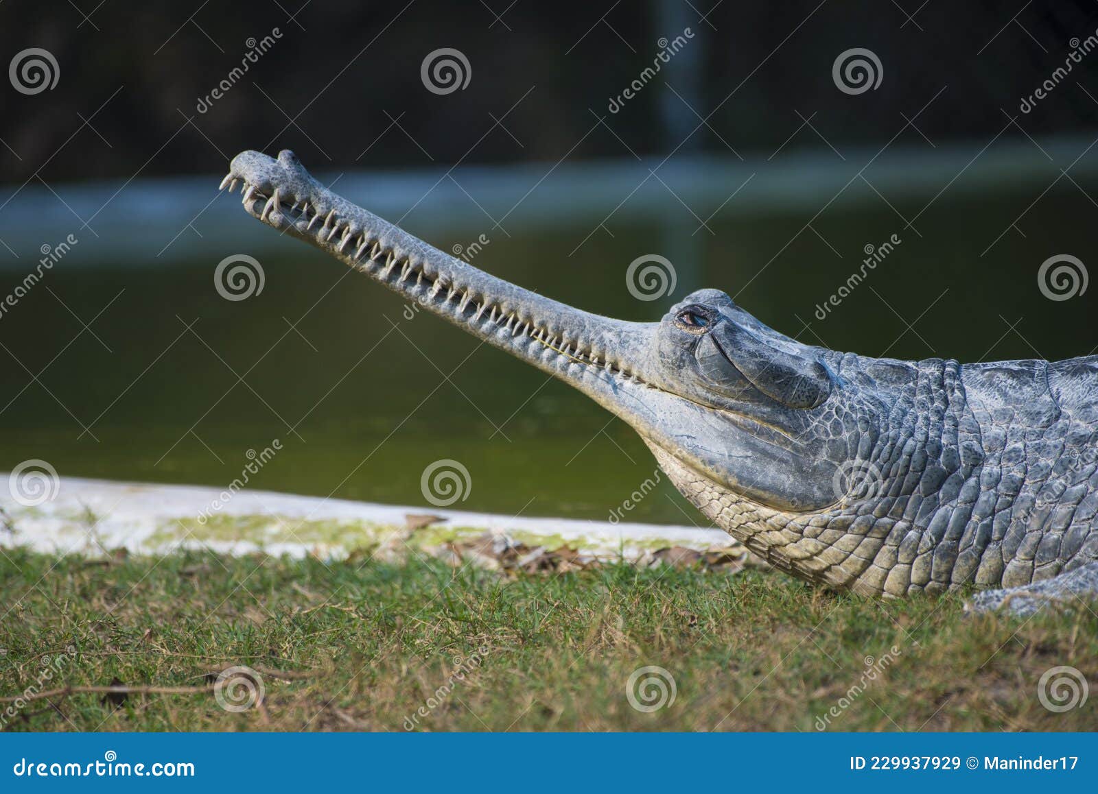 RESTING CROCODILE in the FOREST Stock Image - Image of travels, nature ...