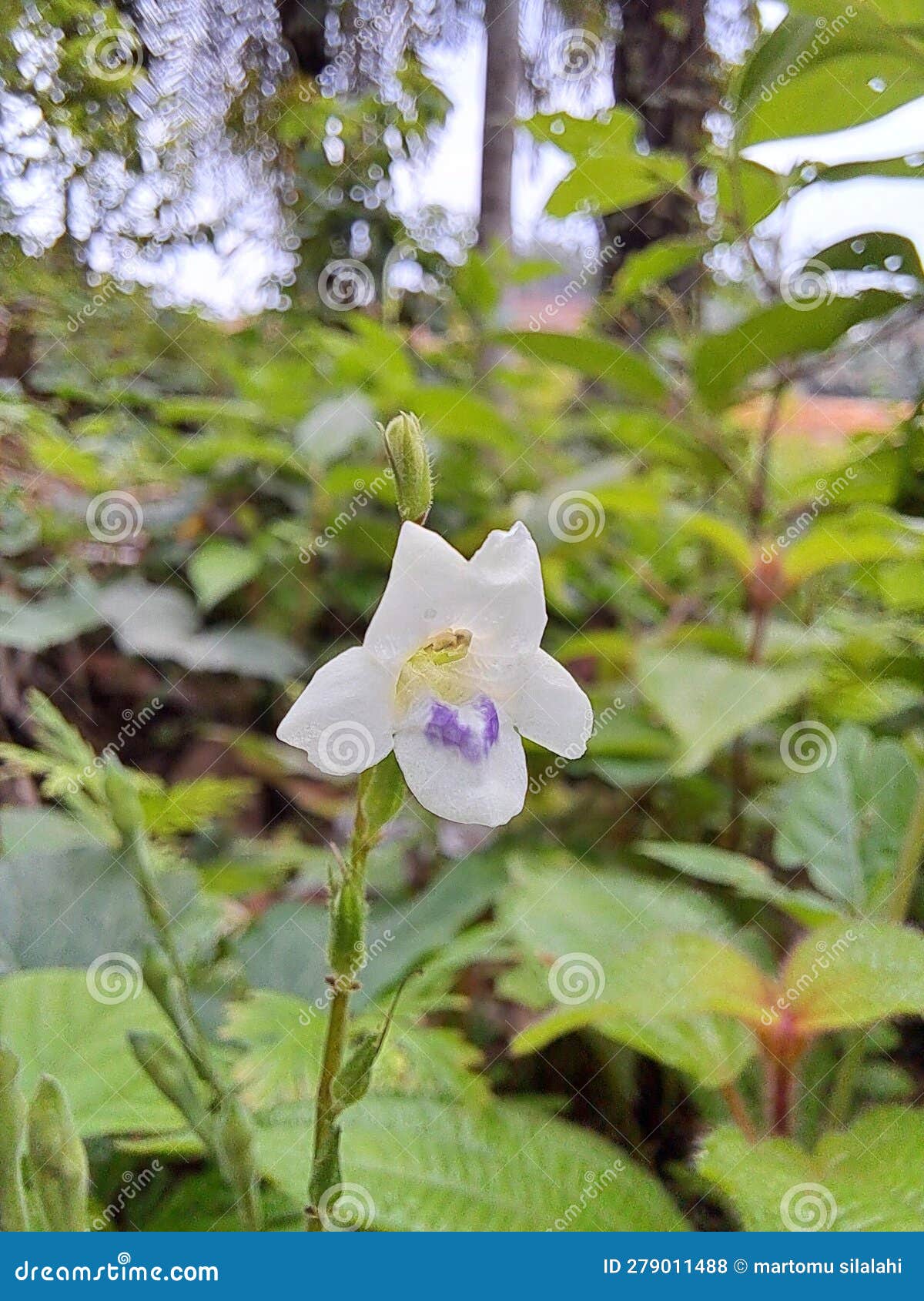 Clidemia hirta flower stock photo. Image of clidemia - 279011488