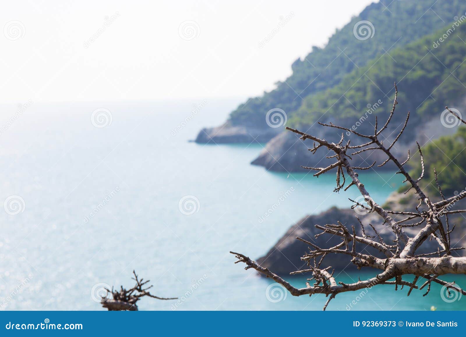 Cliff with branch stock image. Image of shoreline, bare - 92369373
