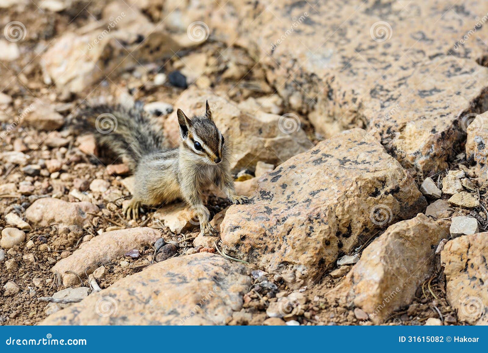 Cliff chipmunk, az stock photo. Image of cliff, neotamias - 31615082