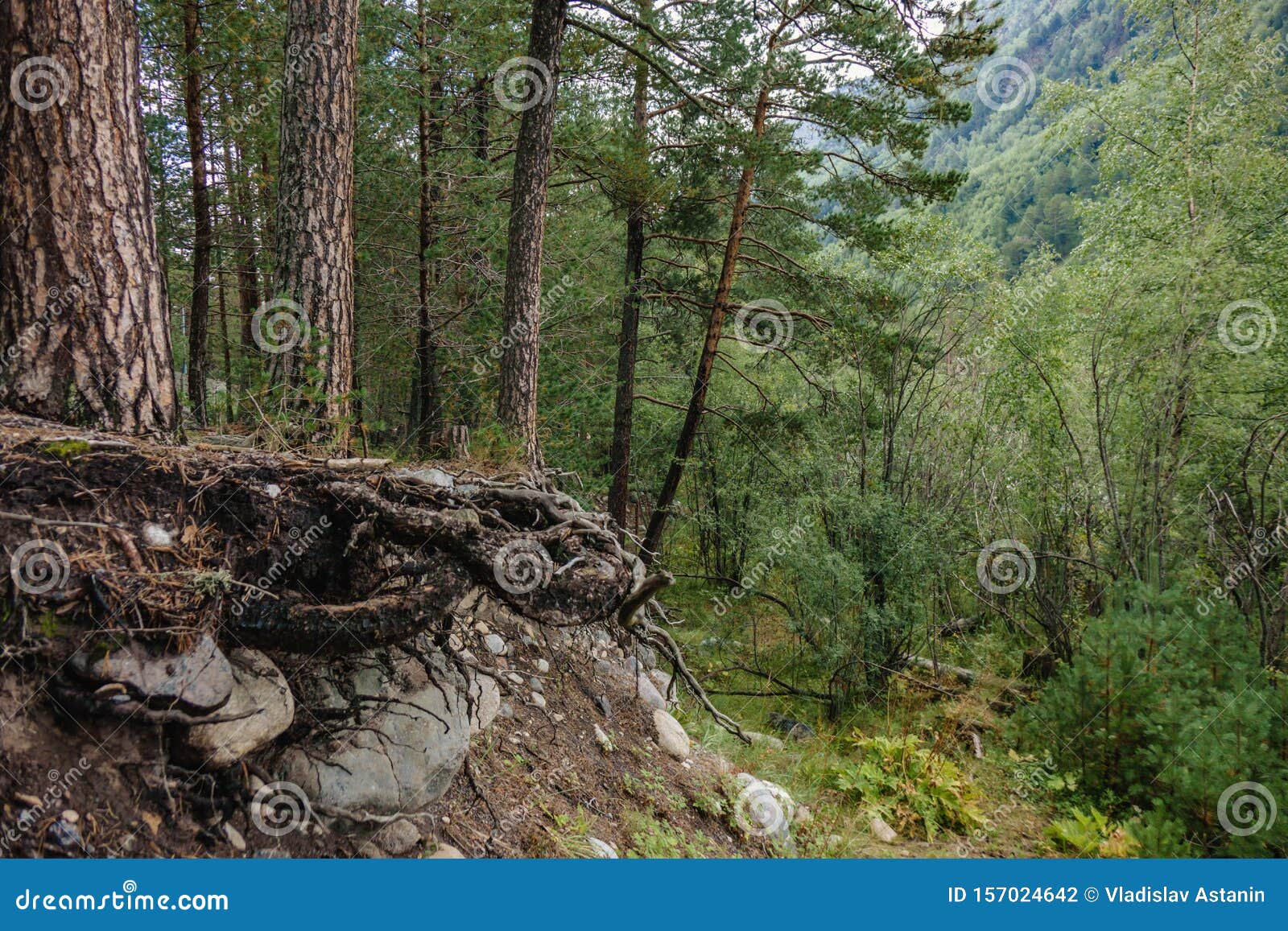 Cliff in a Dense Forest in a Mountainous Area Stock Photo - Image of ...