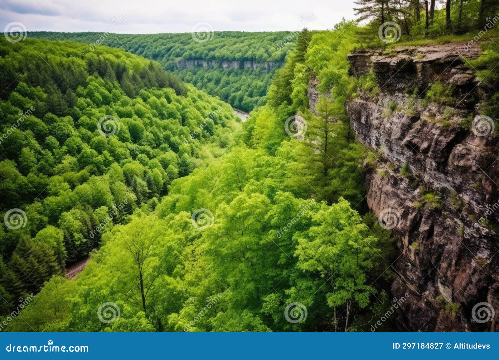 Cliff Edge Overlooking a Dense, Lush Forest Stock Illustration ...
