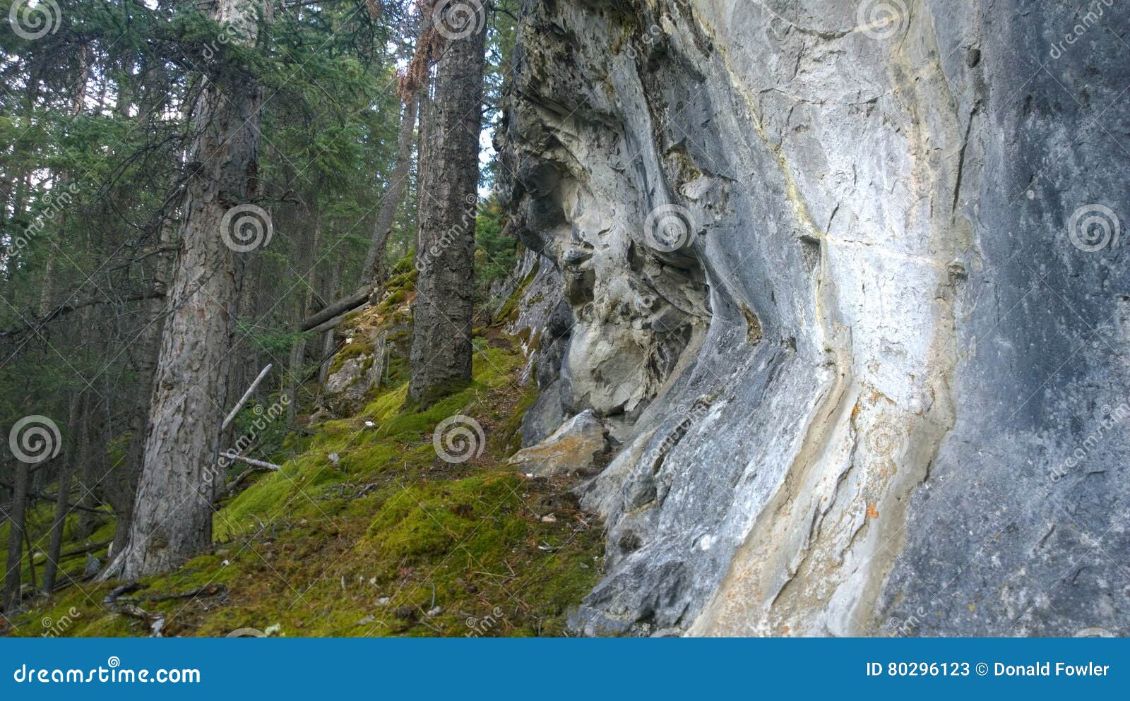 Cliff face in a forest stock image. Image of national - 80296123