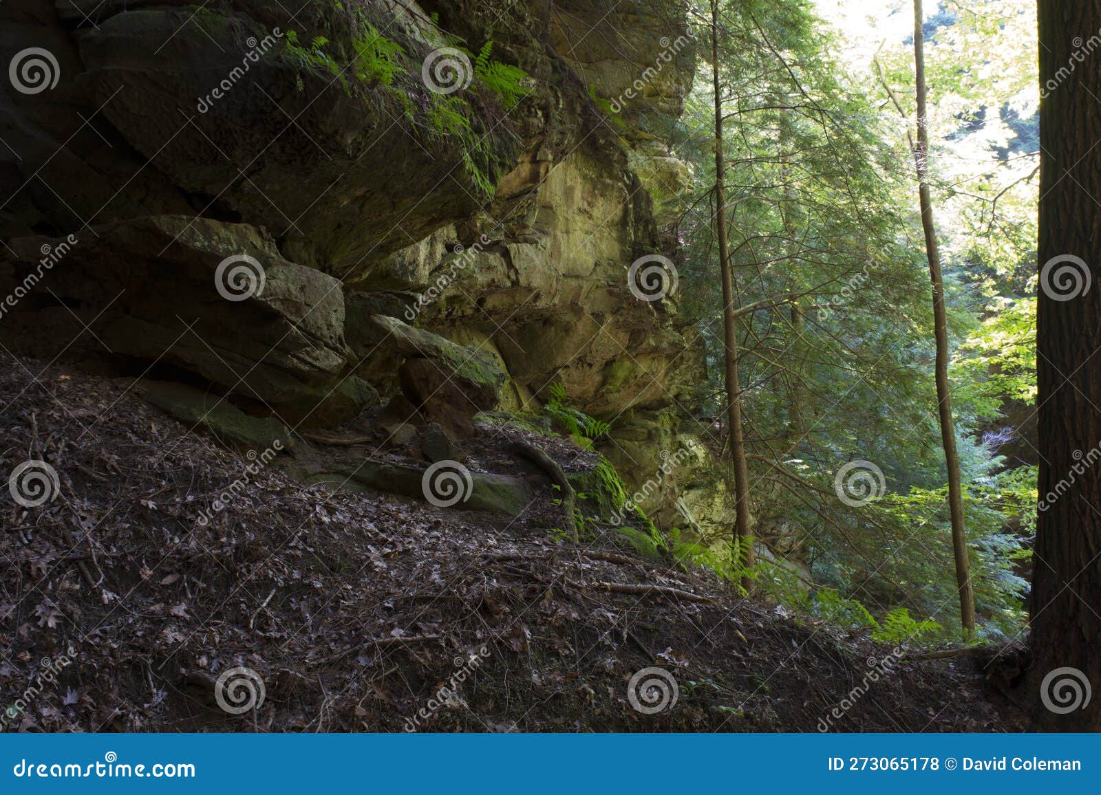 Cliff face in the forest stock photo. Image of hocking - 273065178