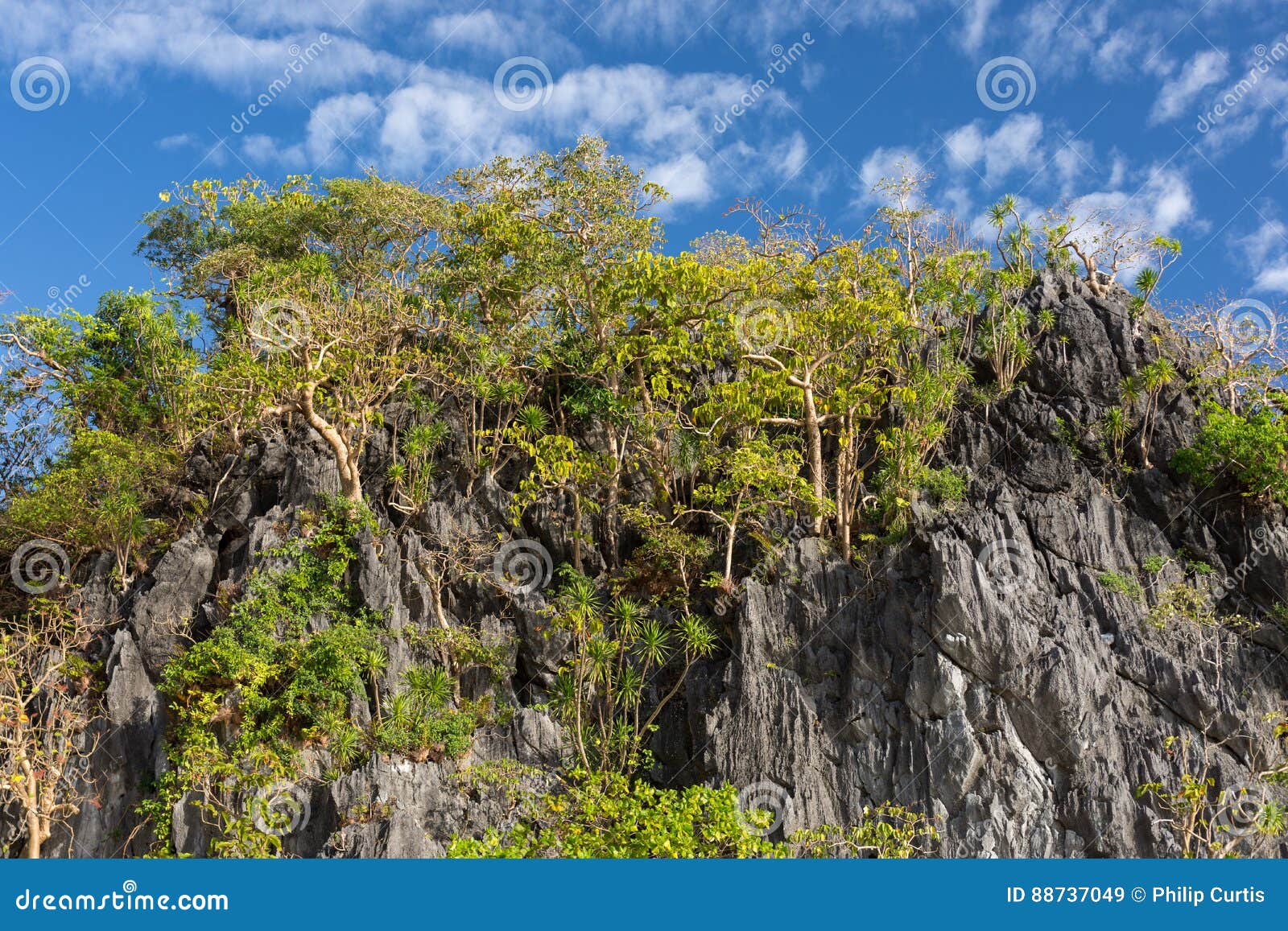 Cliff Face with Tropical Trees Stock Image - Image of cliff, beauty ...