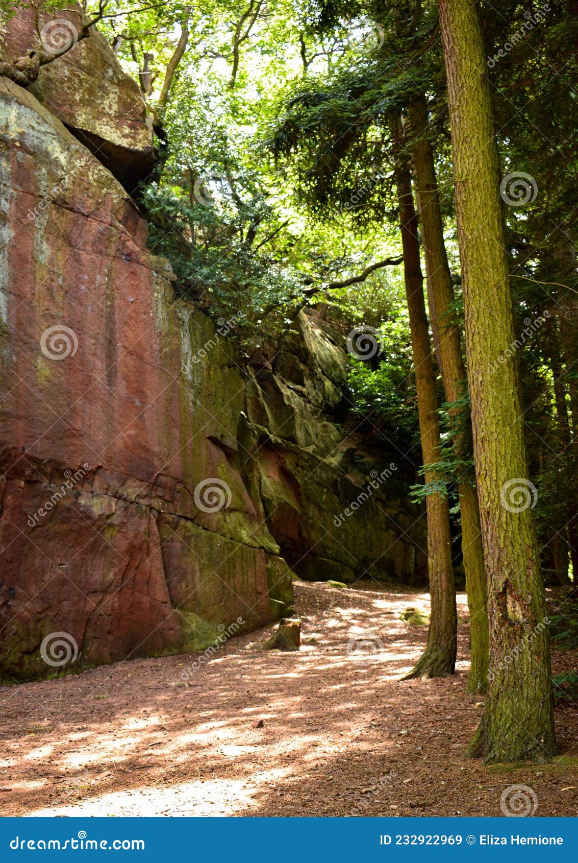 Cliff in a Forest Full of Trees Stock Image - Image of woodland, trees ...