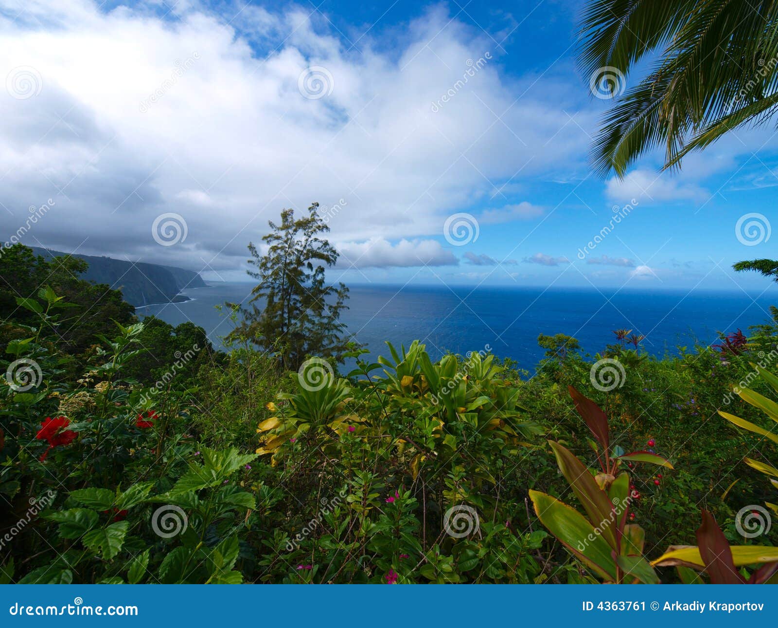 Cliff garden stock image. Image of waipio, angle, garden - 4363761