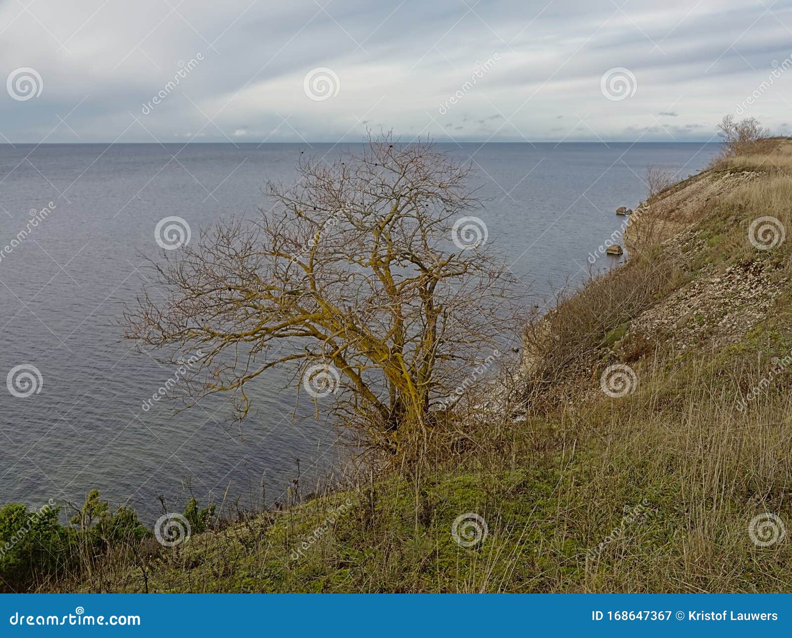 Cliff with Grass and Bare Tree on the Coast of Pakri Peninsula ...