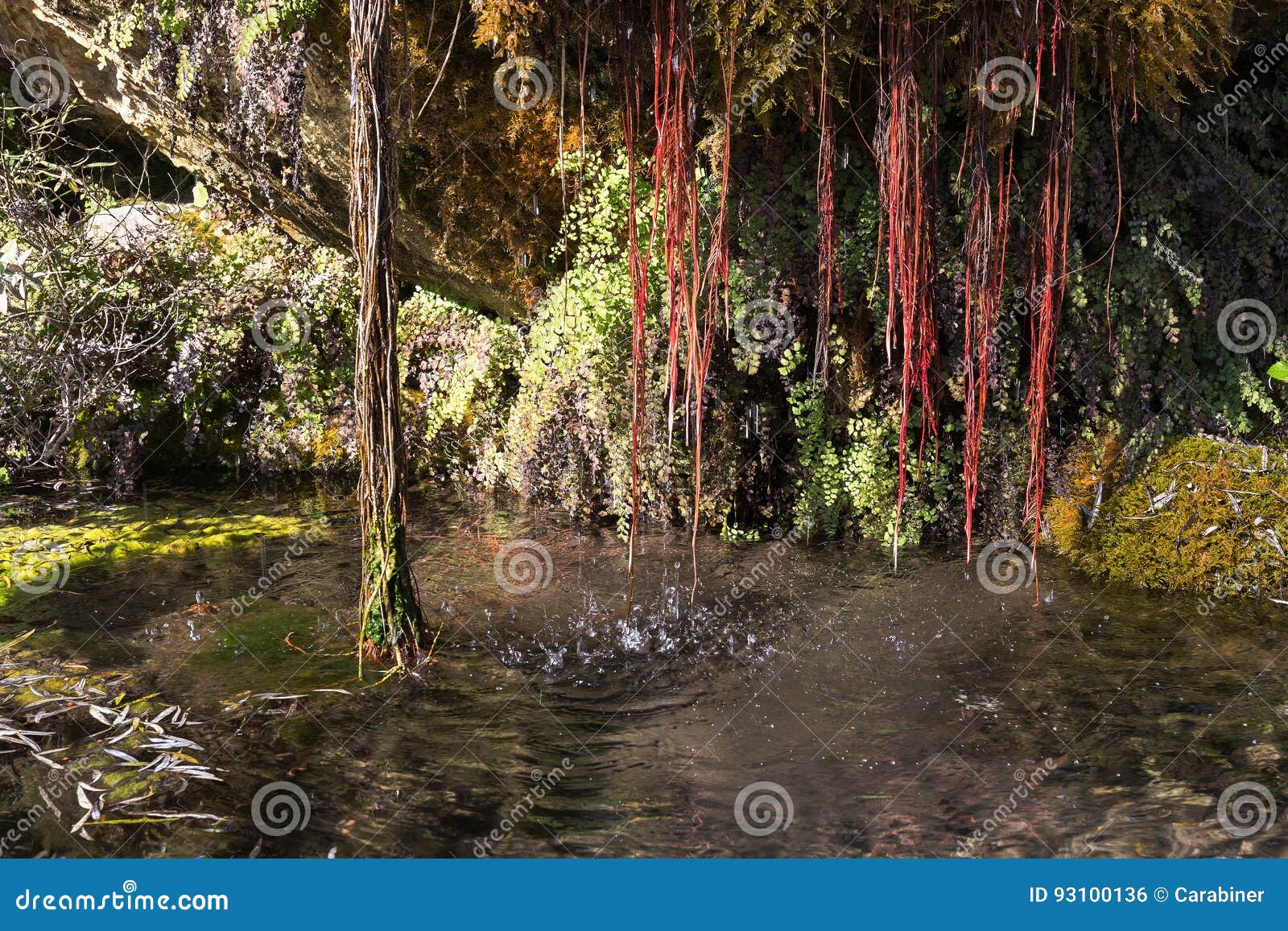 A Cliff Overgrown with Bushes Stock Photo - Image of landscape, bushes ...